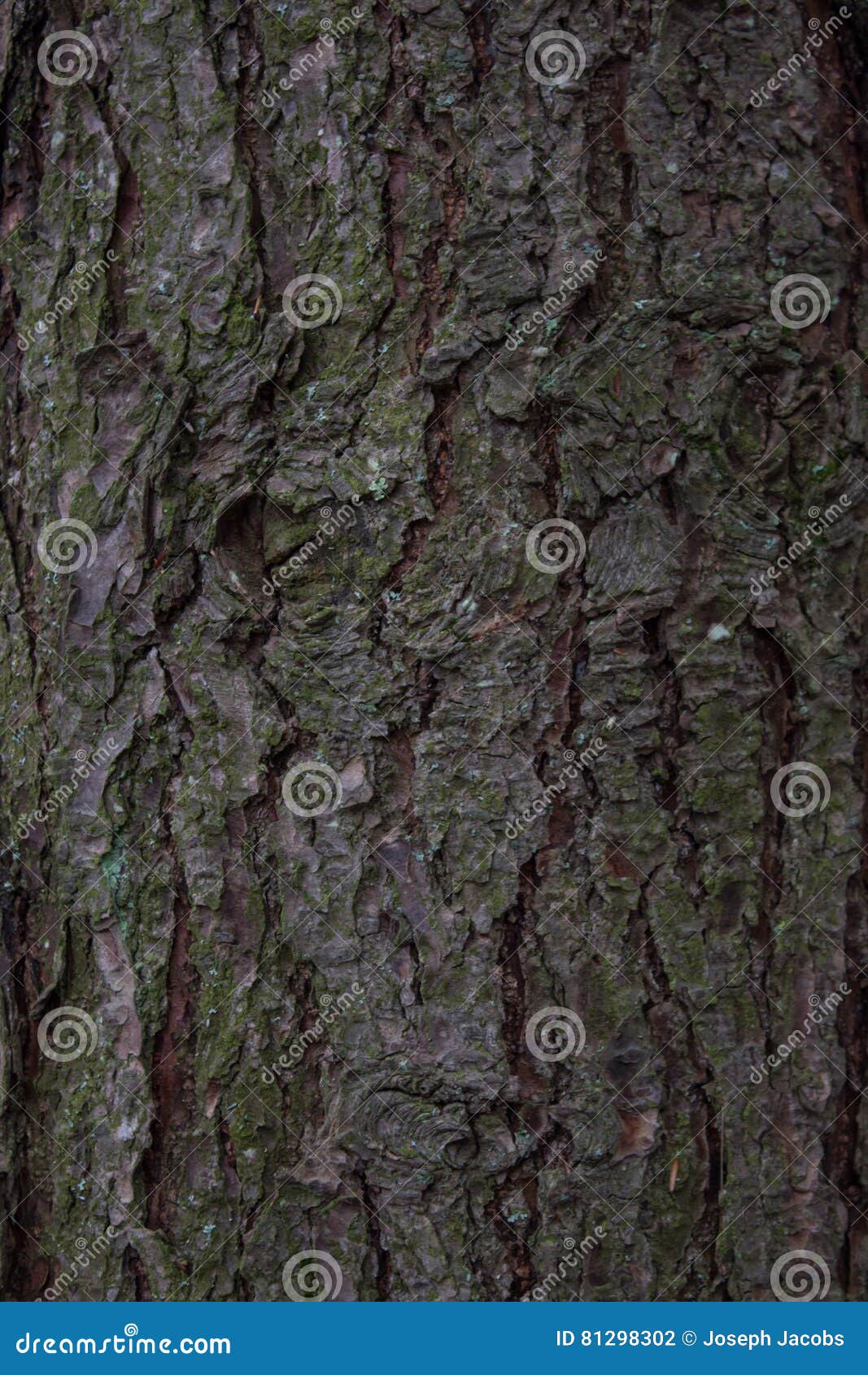 Pine Tree Bark Texture stock photo. Image of green, natural - 81298302