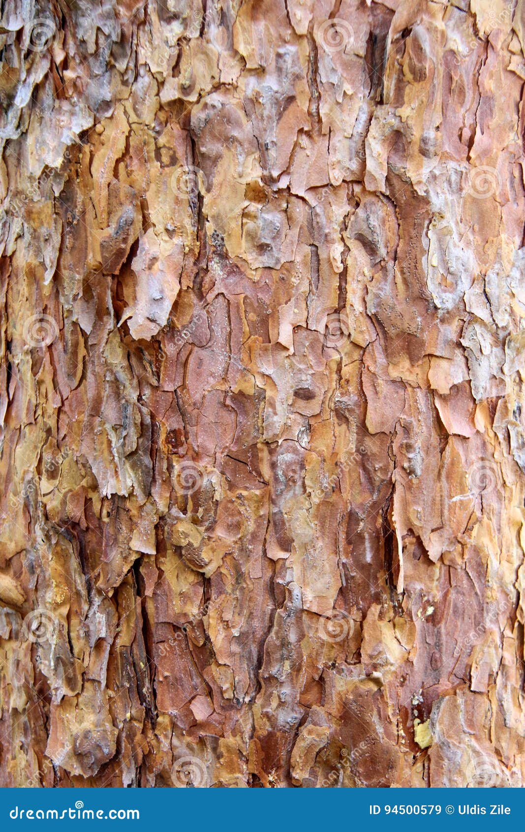 Pine tree bark stock image. Image of protection, wood - 94500579