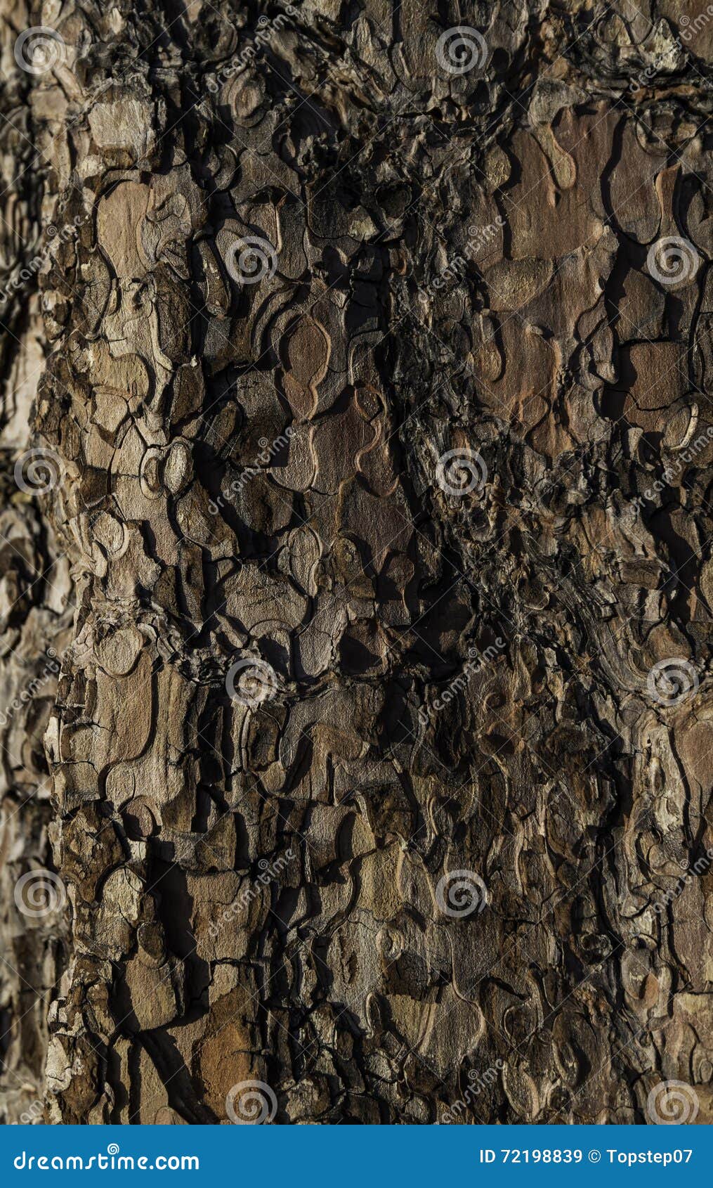 Pine tree bark texture stock image. Image of forest, national - 72198839