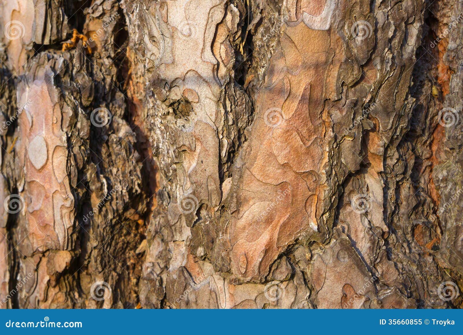 Pine tree bark texture. stock image. Image of coniferous - 35660855