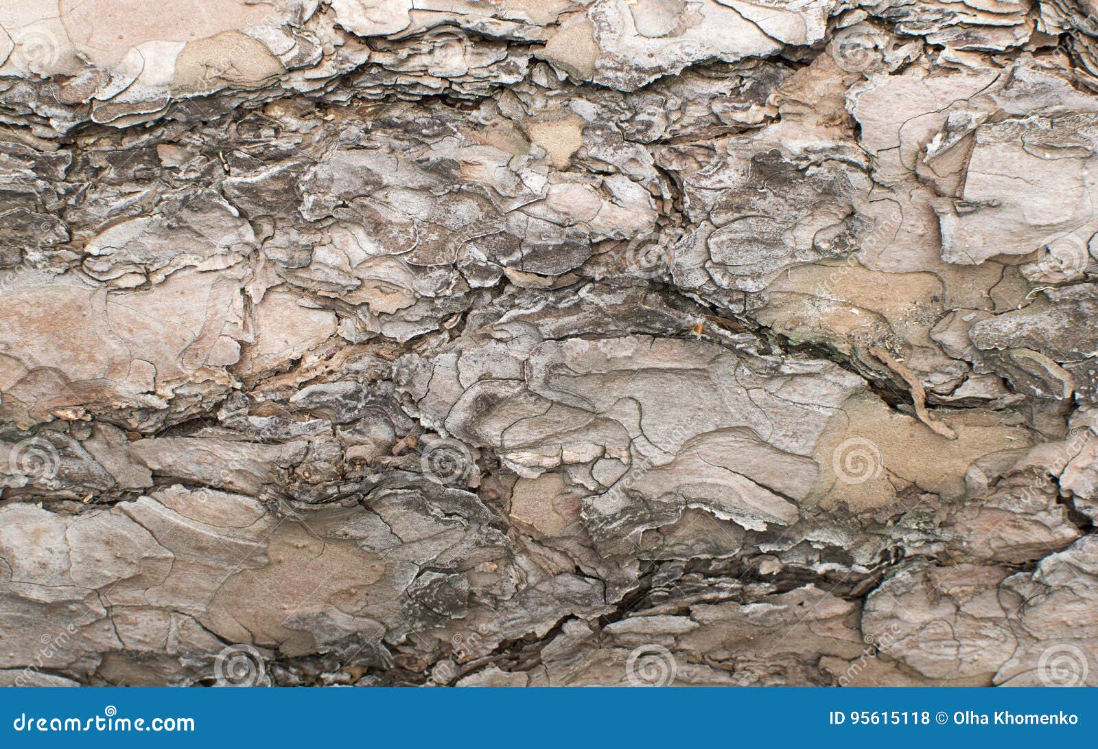 Pine Tree Bark Texture. Natural Wooden Trunk Texture Stock Photo ...