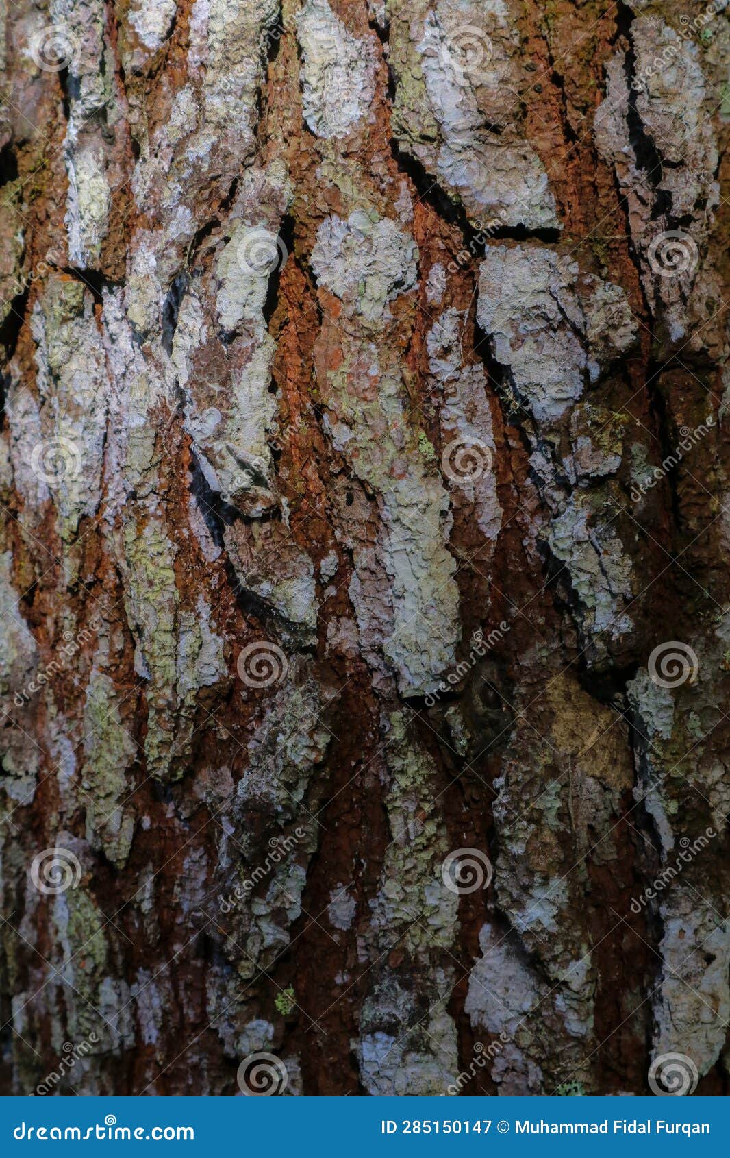 Pine tree bark texture stock image. Image of weathered - 285150147