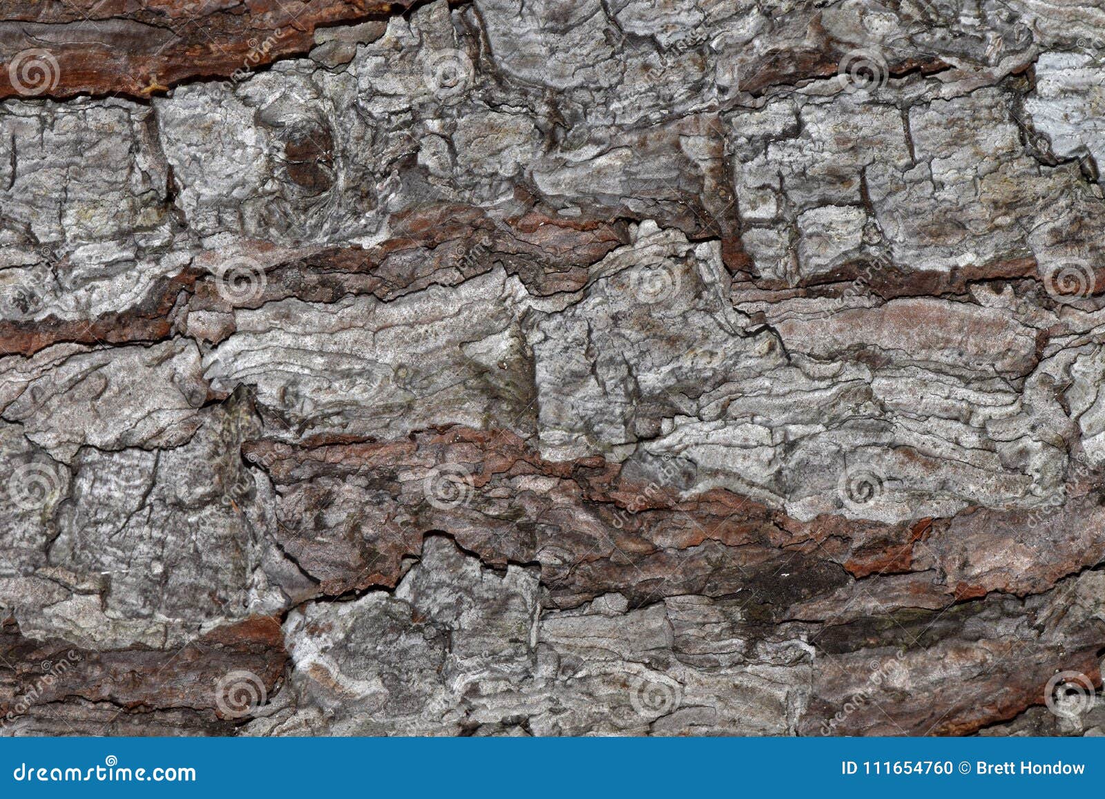 Textures of Pine Tree Bark. Stock Photo - Image of natural, bark: 111654760