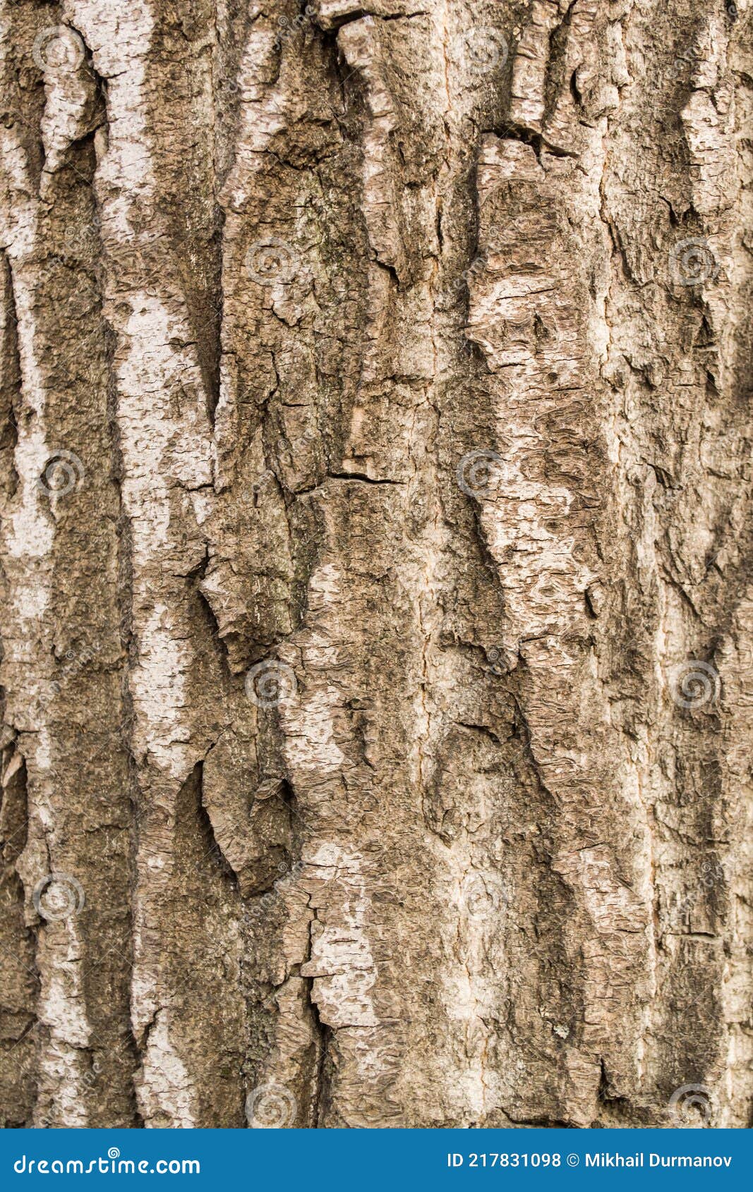 Pine Tree Bark. Vertical Furrows. Surface Texture Stock Photo - Image ...