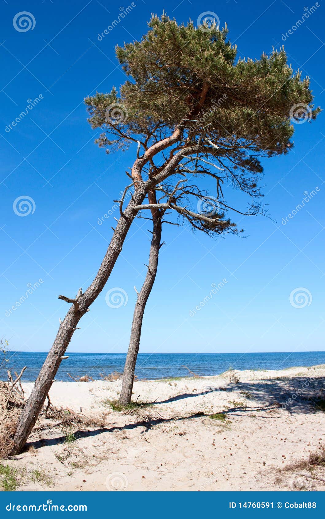 Pine tree at the beach stock image. Image of nature, trees - 14760591