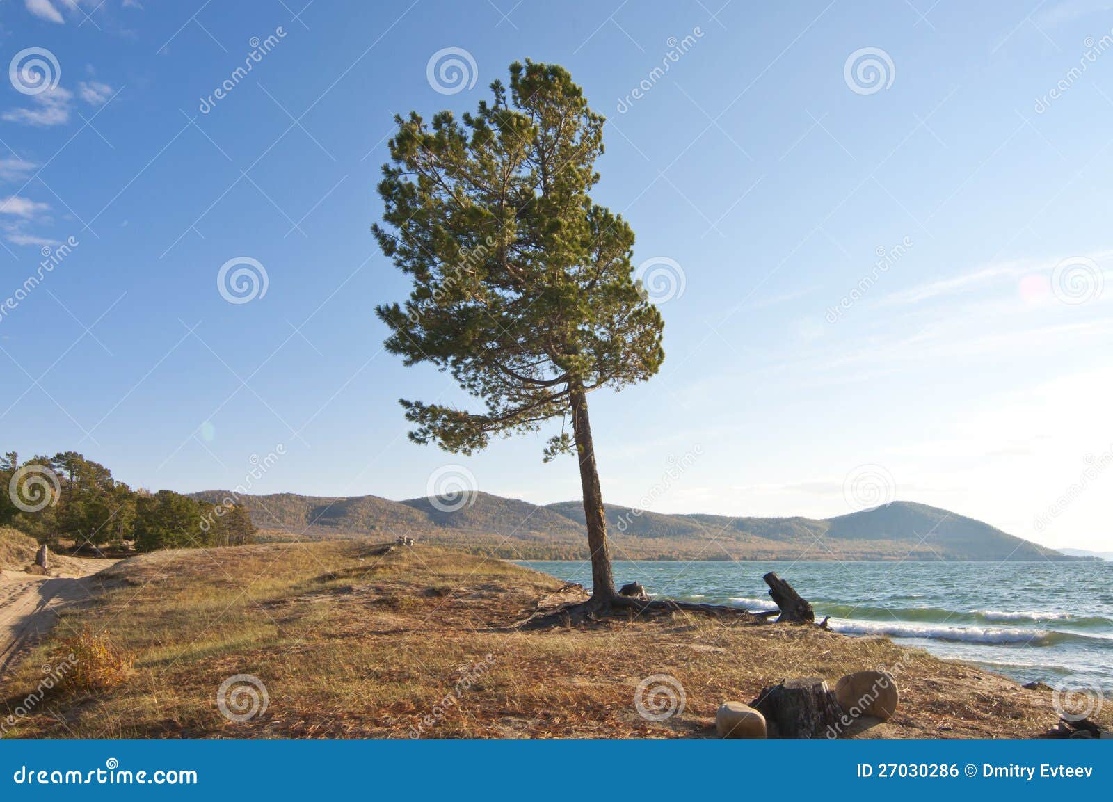 Pine-tree on the beach stock photo. Image of hill, road - 27030286