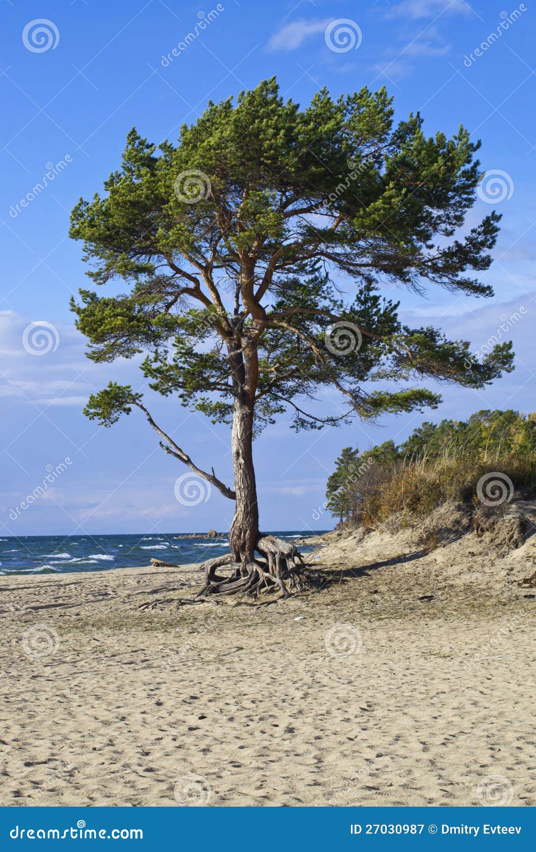 Pine-tree on the beach stock image. Image of lake, beach - 27030987