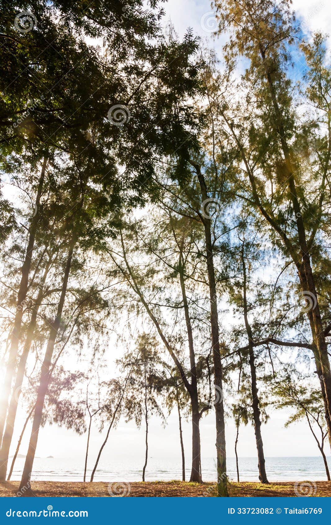 Pine tree at beach stock photo. Image of summer, beautiful - 33723082
