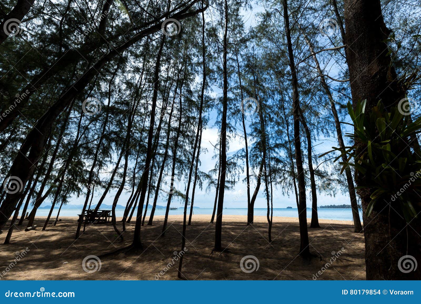 Pine tree beach stock photo. Image of sunlight, summer - 80179854