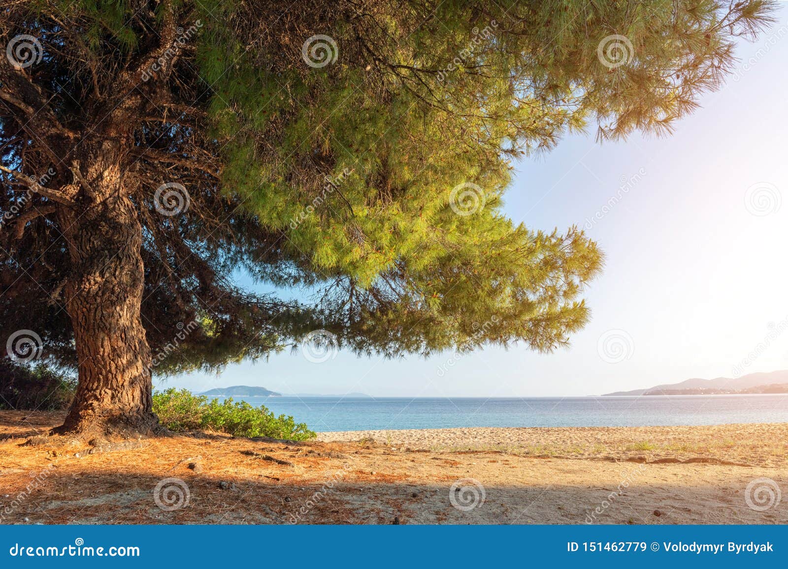 Pine Tree at the Beach with Sun Stock Image - Image of outdoor, ocean ...
