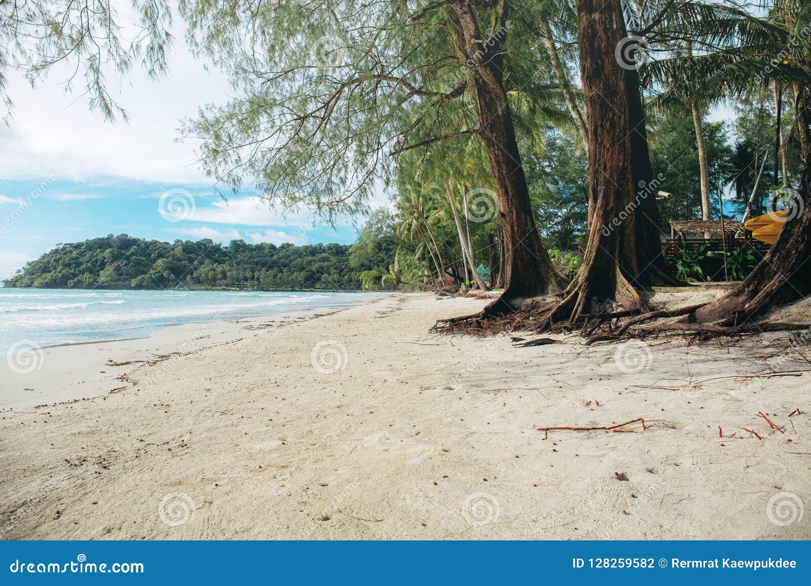 Pine tree on beach. stock photo. Image of beautiful - 128259582