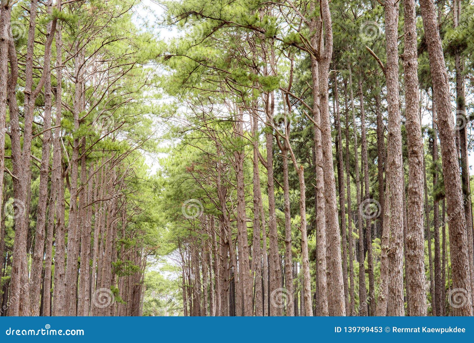 Pine Tree with Beautiful of Nature Stock Image - Image of plant ...