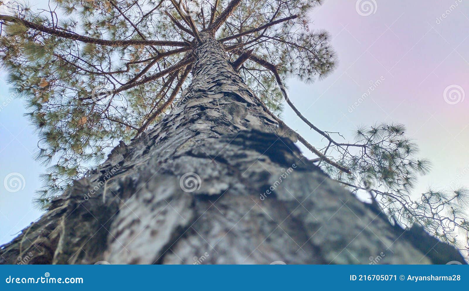 Pine Tree Beautiful Picture Stock Image - Image of frost, leaf: 216705071