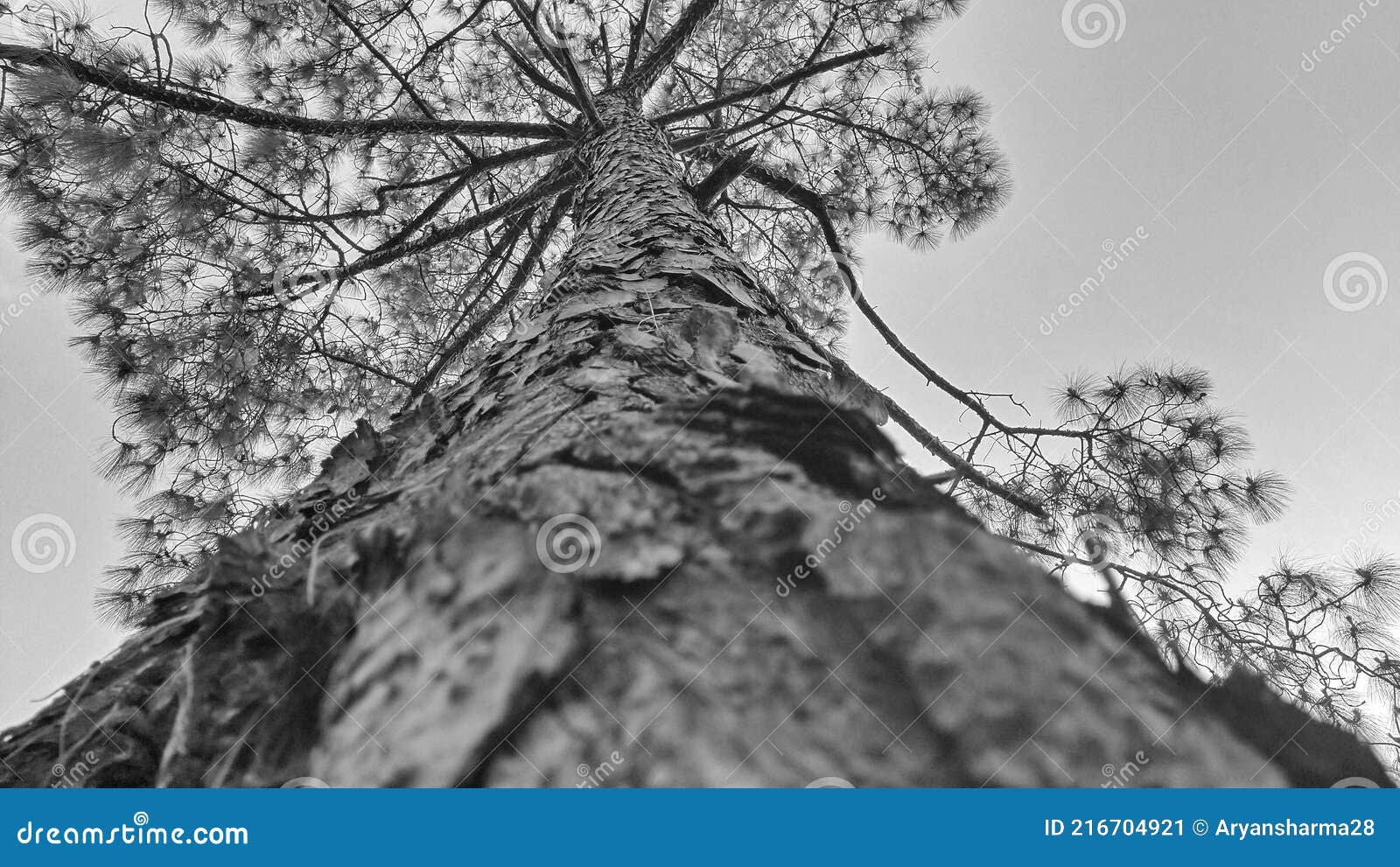 Pine Tree Beautiful Picture Stock Image - Image of winter, trunk: 216704921