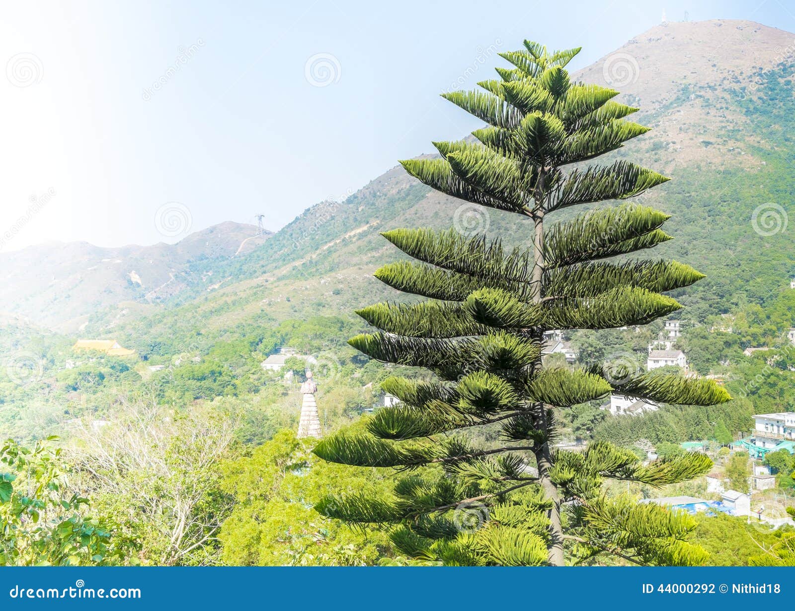 Beautiful Pine Tree Photography