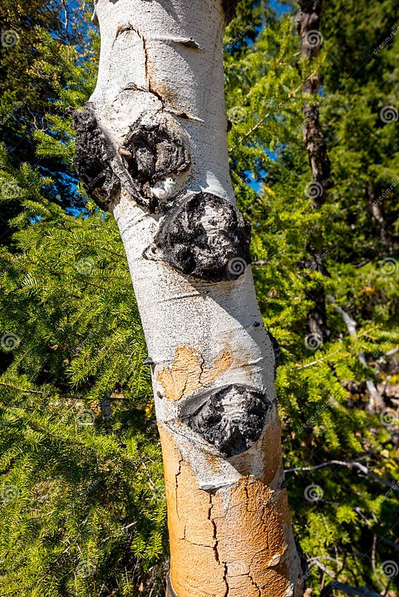 Old Aspen Tree with Rust Colored Bark and Pine Tree Stock Image - Image ...