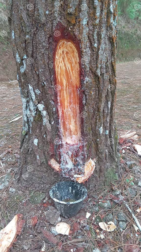 Tapping pine tree sap stock image. Image of southeast - 281175539