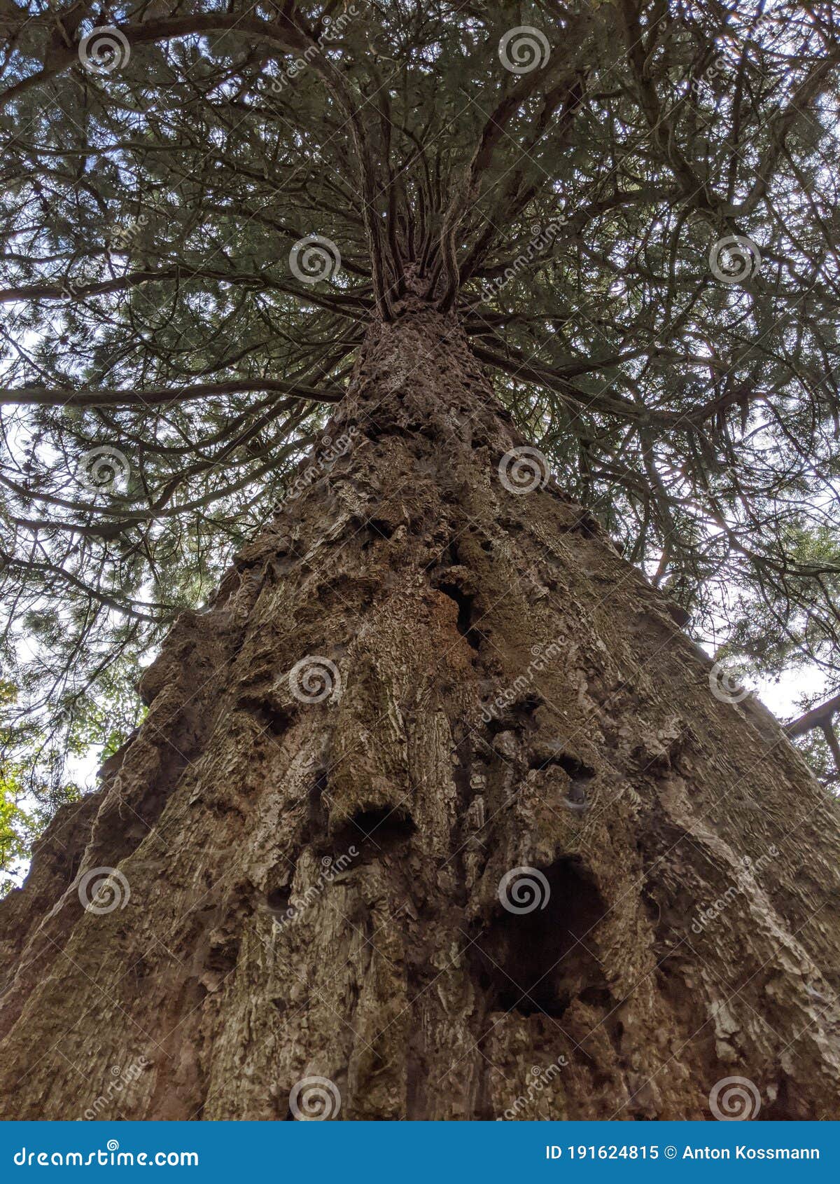 Pine tree, from below stock image. Image of looking - 191624815