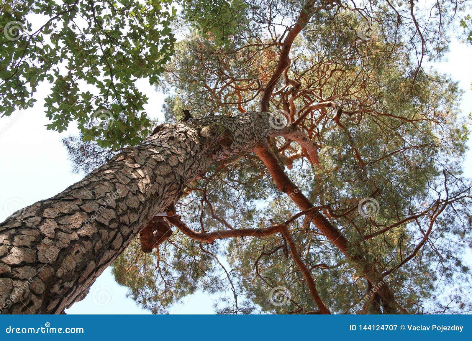 Pine tree from beneath stock image. Image of tree, nature - 144124707