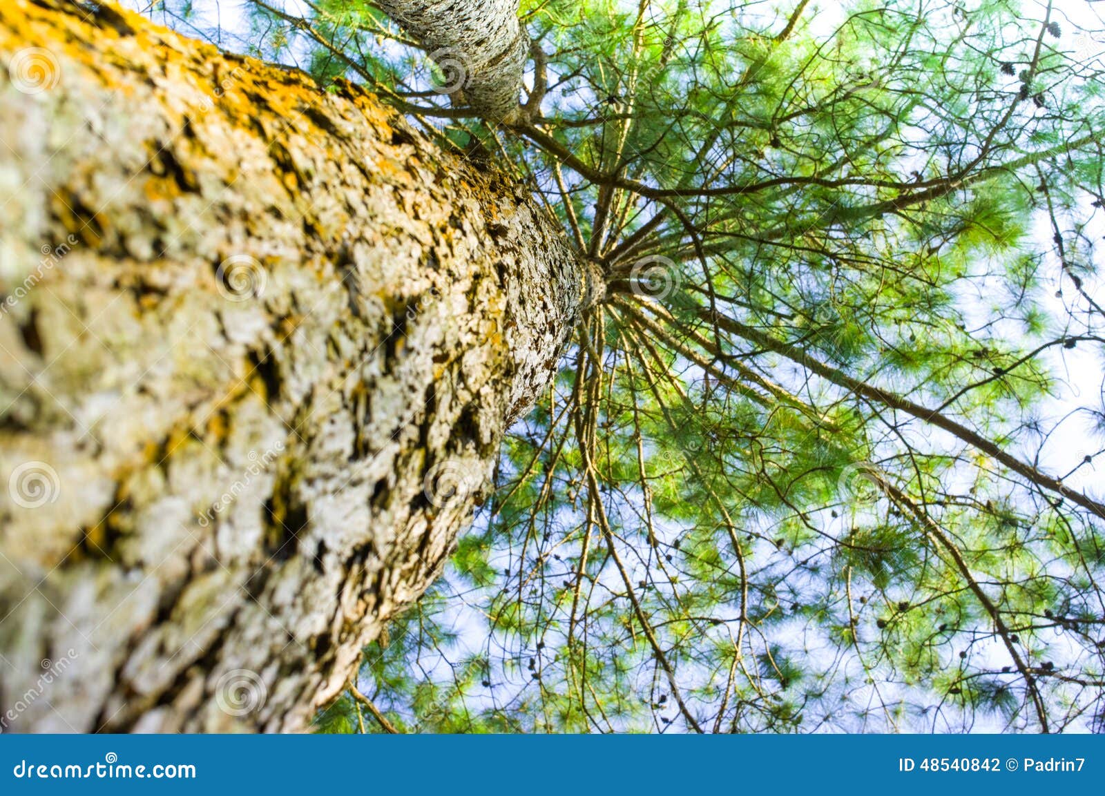 Pine Tree stock photo. Image of ancient, outdoor, forest - 48540842