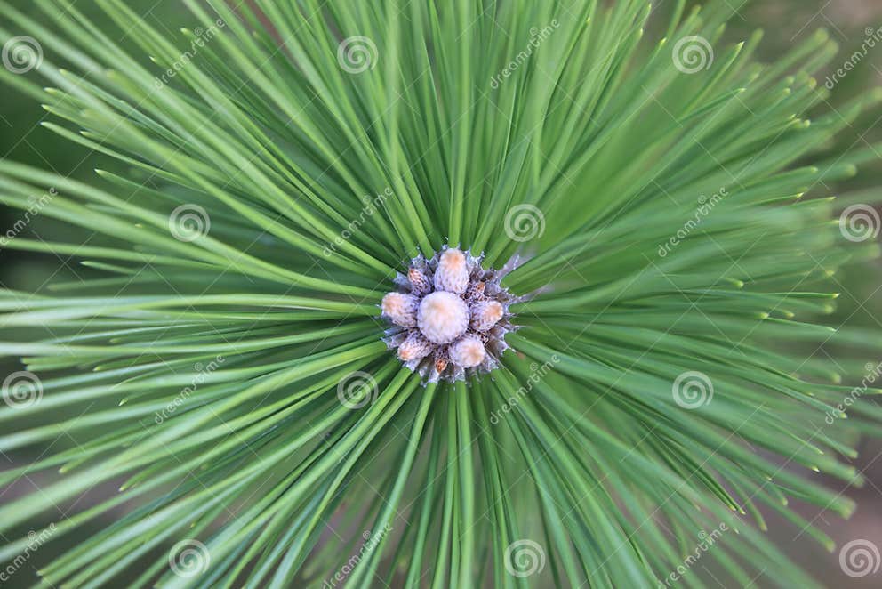 Pine tree in bloob stock photo. Image of macro, closeup - 10645004