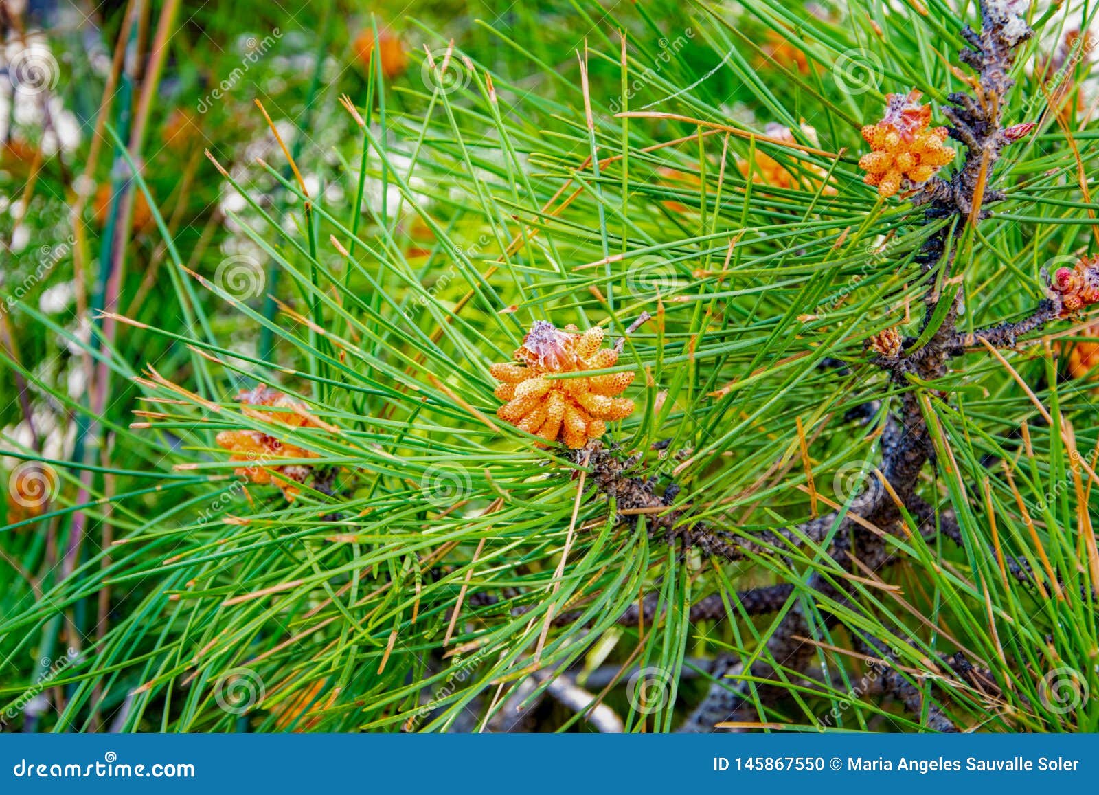 Pine tree blooming. stock photo. Image of leaves, showing - 145867550