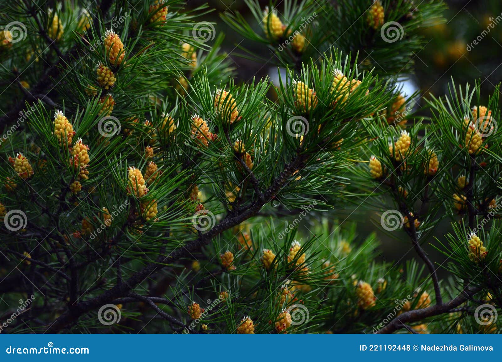 The Pine Tree Blooms in the Forest in Spring. Male Cones on the ...