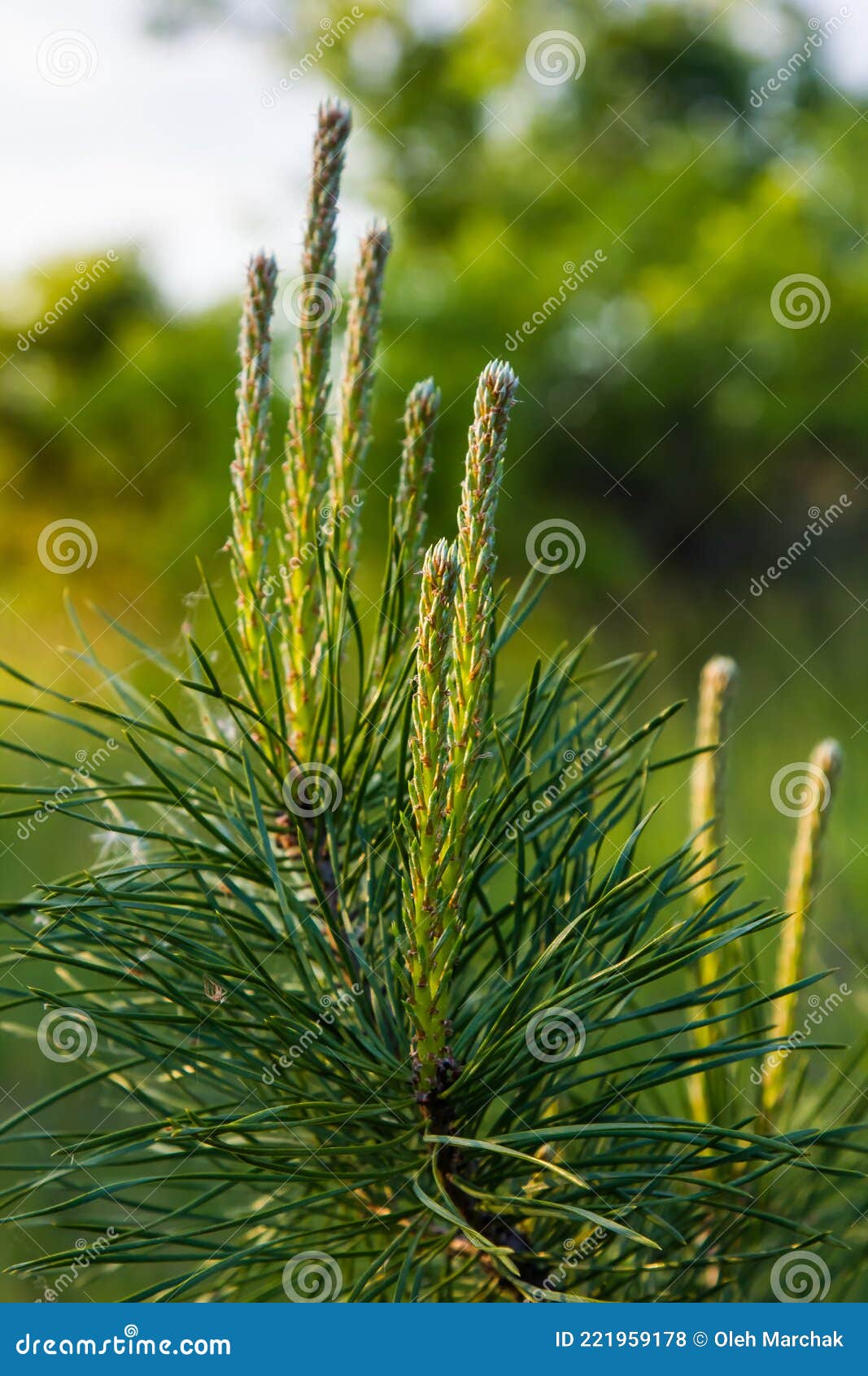 Pine tree blooms in spring stock photo. Image of blossom - 221959178