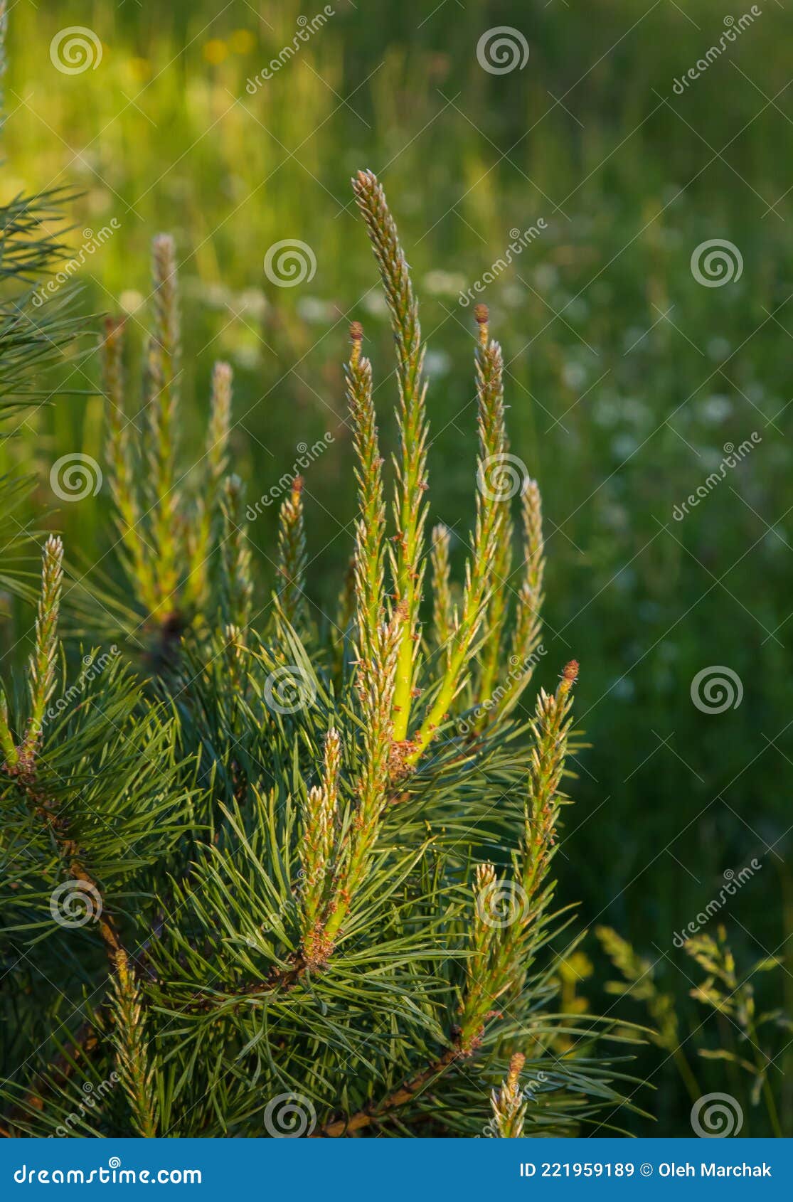 Pine tree blooms in spring stock image. Image of park - 221959189