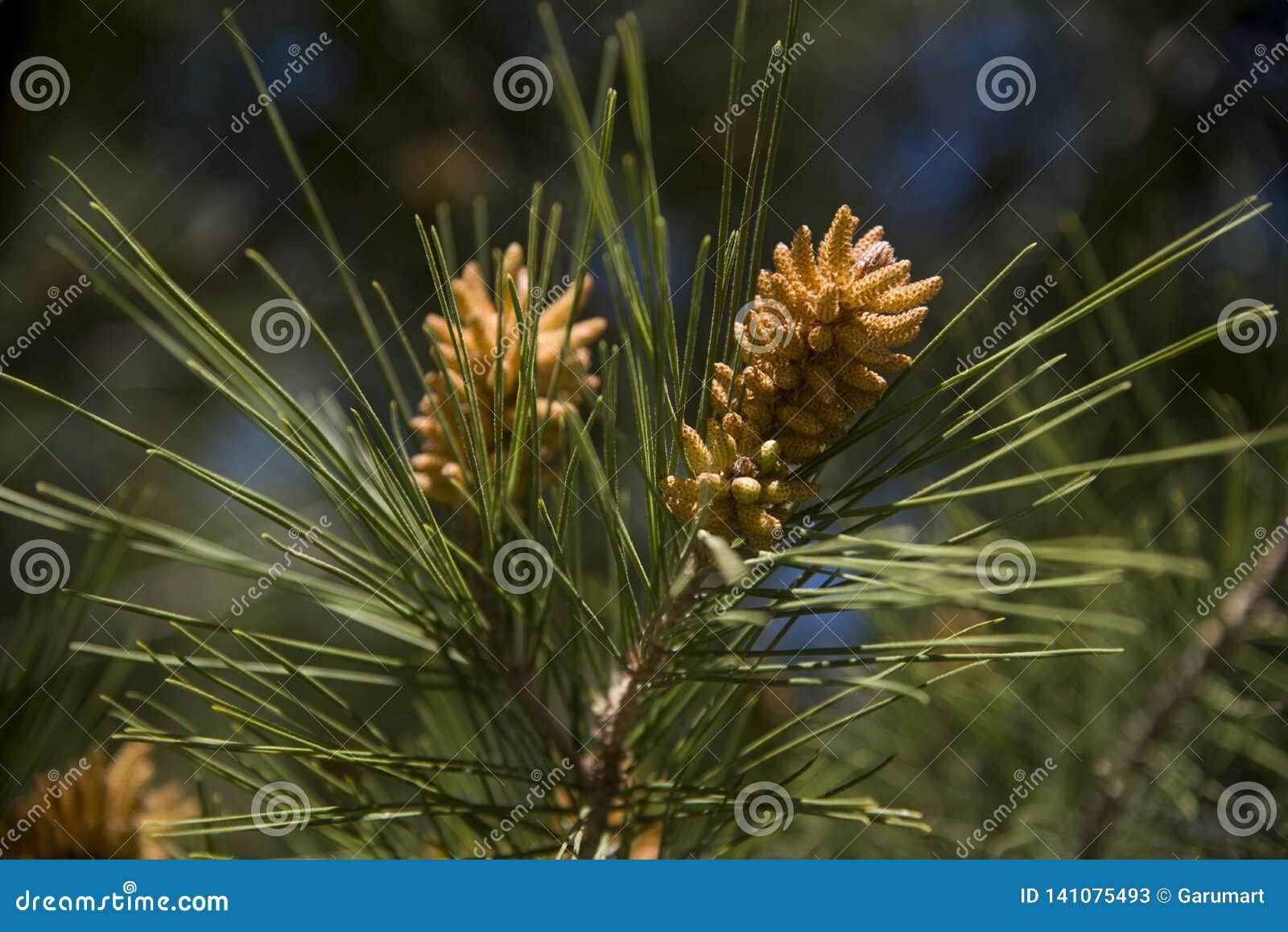 Pine Tree Blossom on Branch Stock Image - Image of splendid, background ...