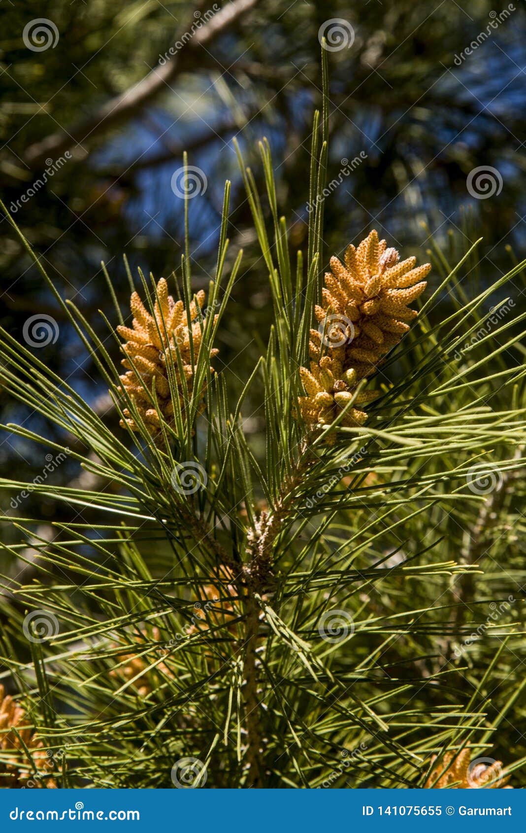 Pine Tree Blossom on Branch Stock Image - Image of background, branch ...