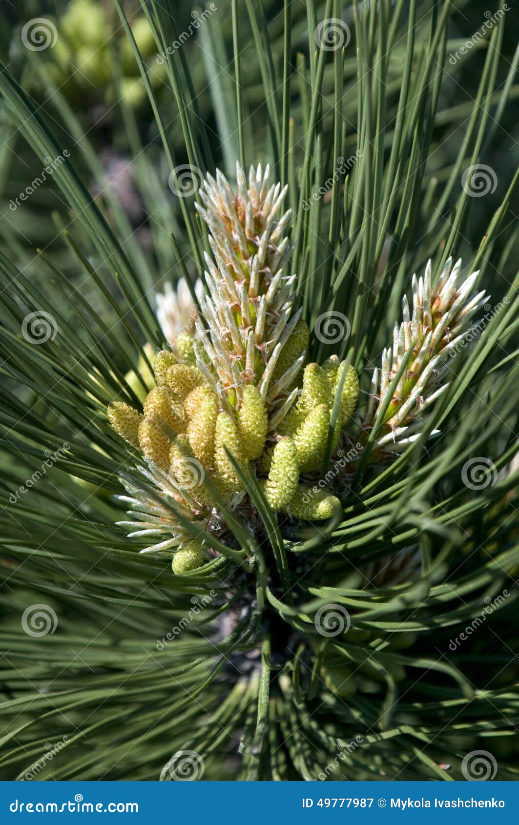 Pine tree in blossom stock image. Image of decorative - 49777987