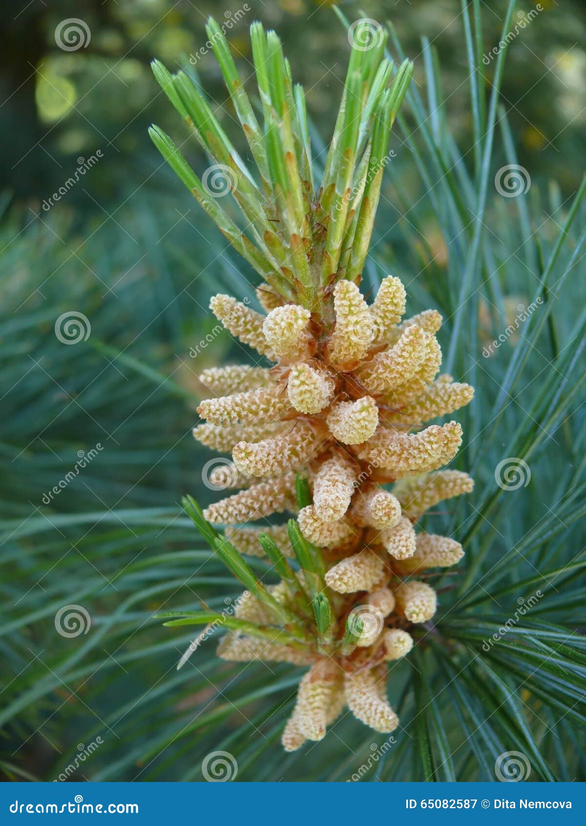 Pine tree blossom stock image. Image of green, wood, blossom - 65082587