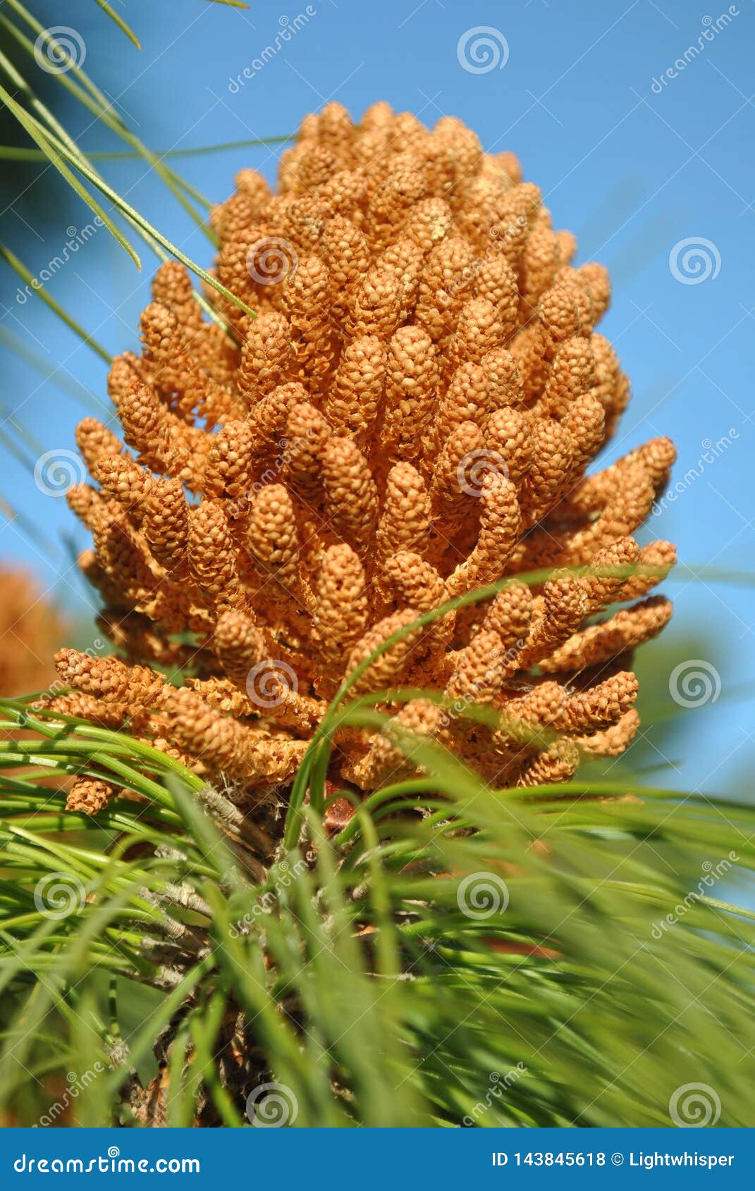 Pine Tree Blossom with Pine Needles Stock Photo - Image of flower ...