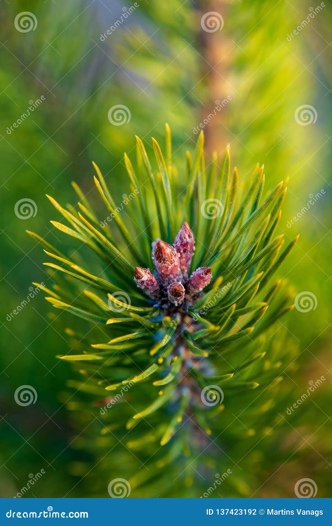 Pine Tree Blossoms Buttons in Close Up Stock Photo - Image of wood ...