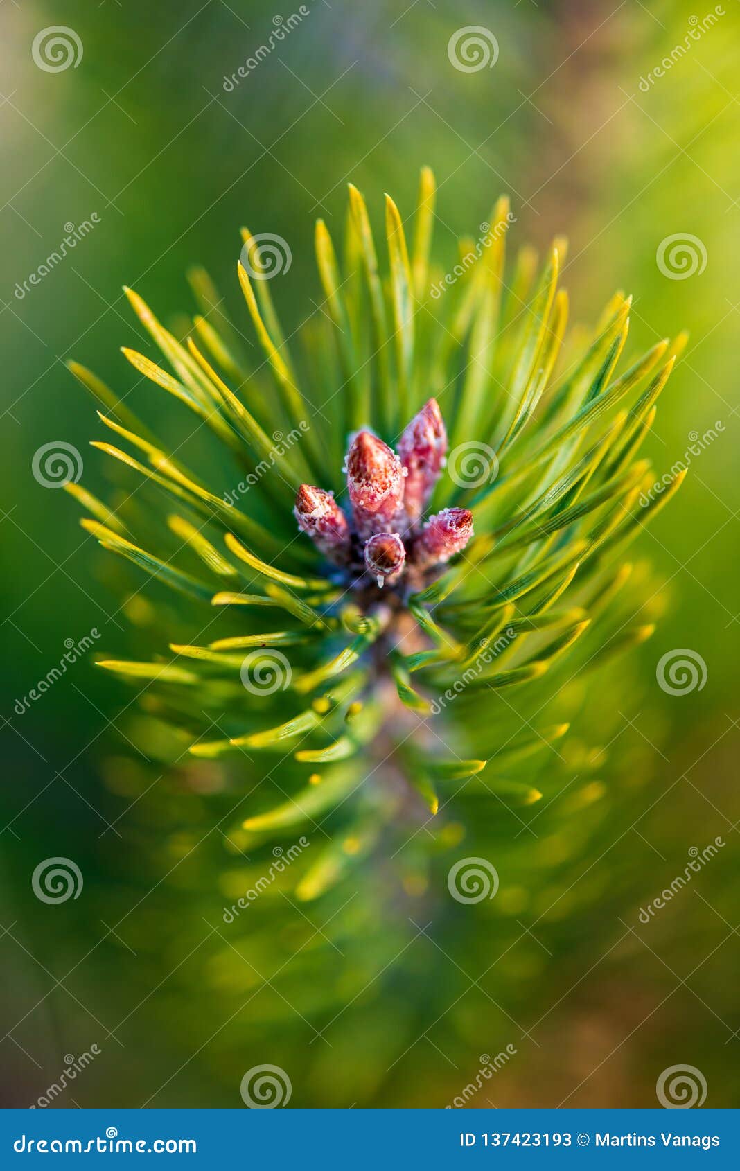 Pine Tree Blossoms Buttons in Close Up Stock Image - Image of ...