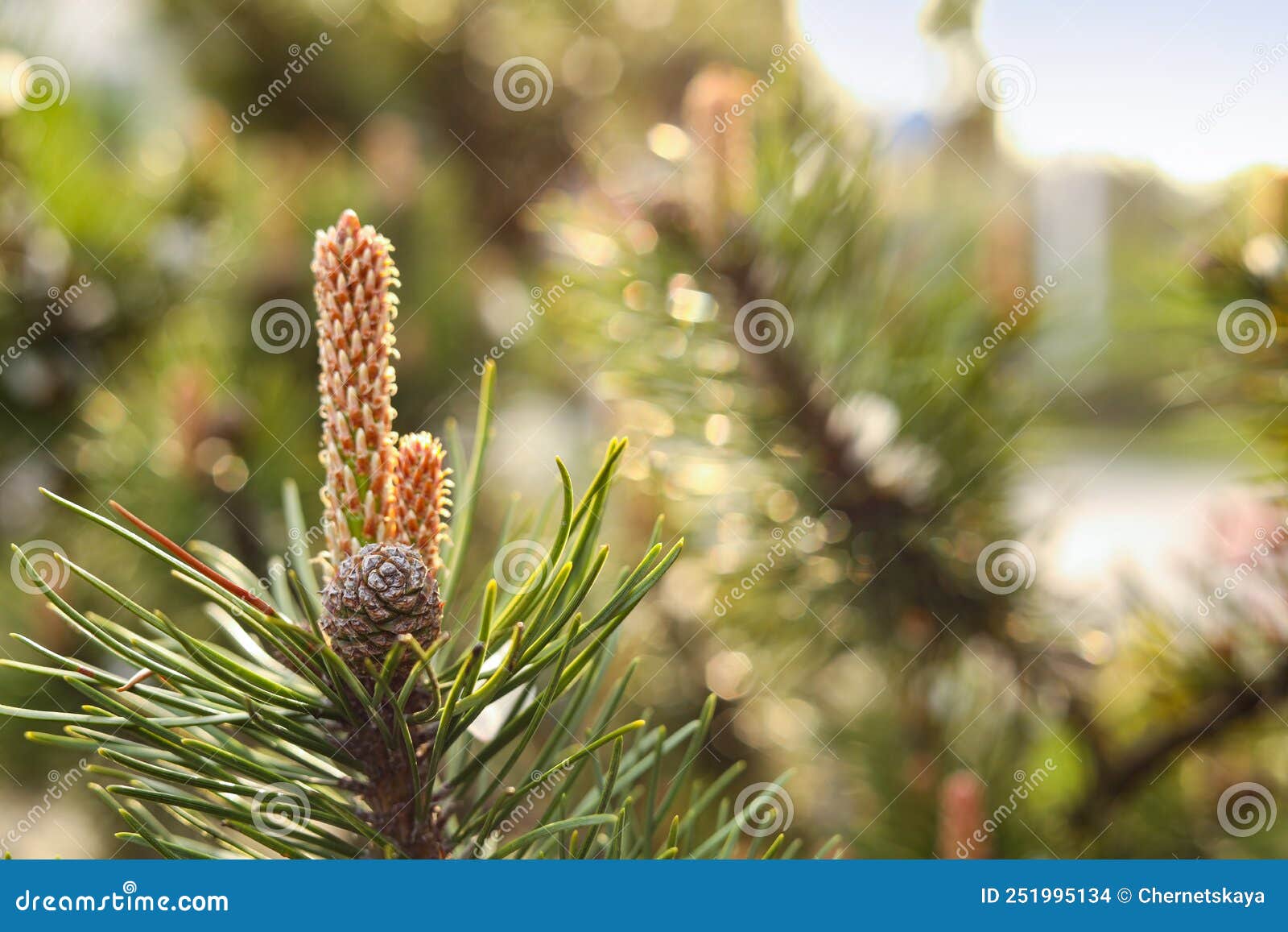 Pine Tree with Blossoms Outdoors on Spring Day, Closeup. Space for Text ...