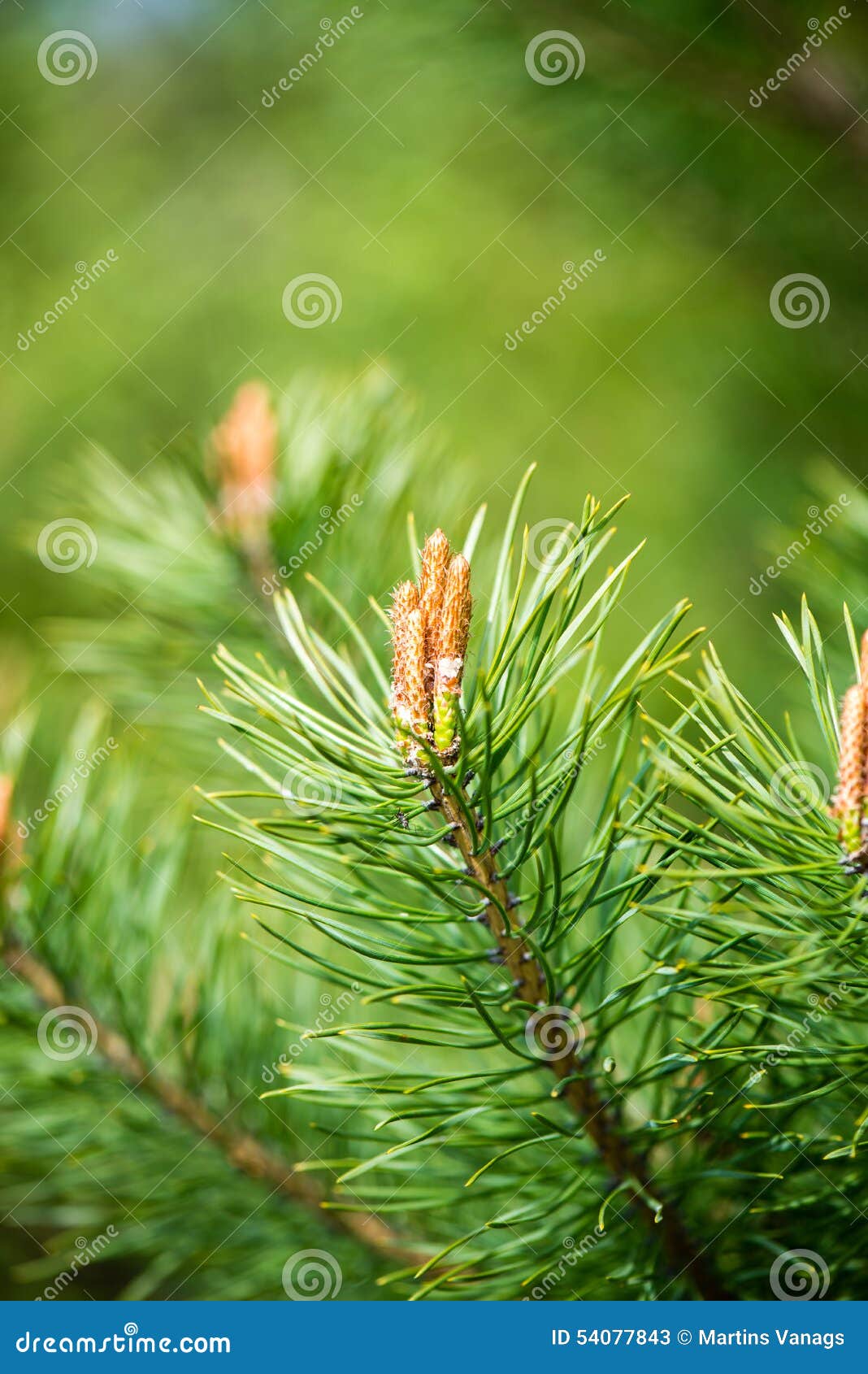 Pine Tree Blossoms in Spring Stock Image - Image of needle, nature ...