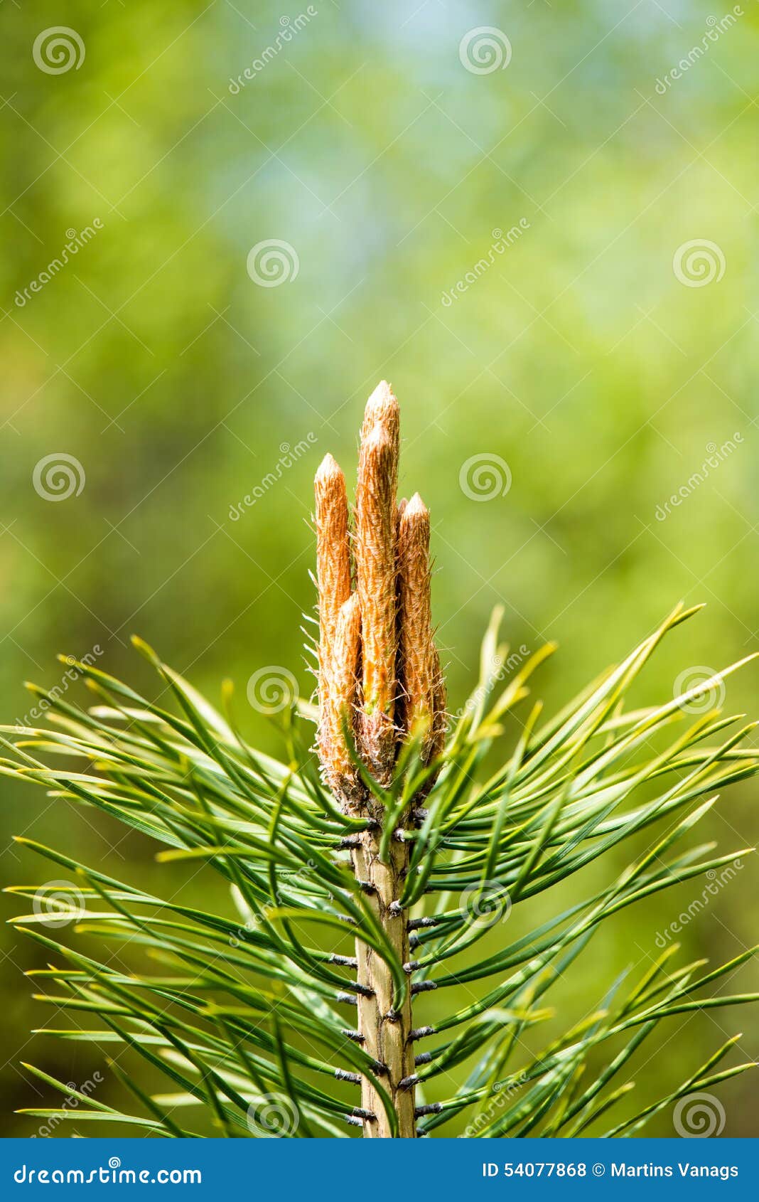 Pine Tree Blossoms in Spring Stock Photo - Image of pattern, closeup ...