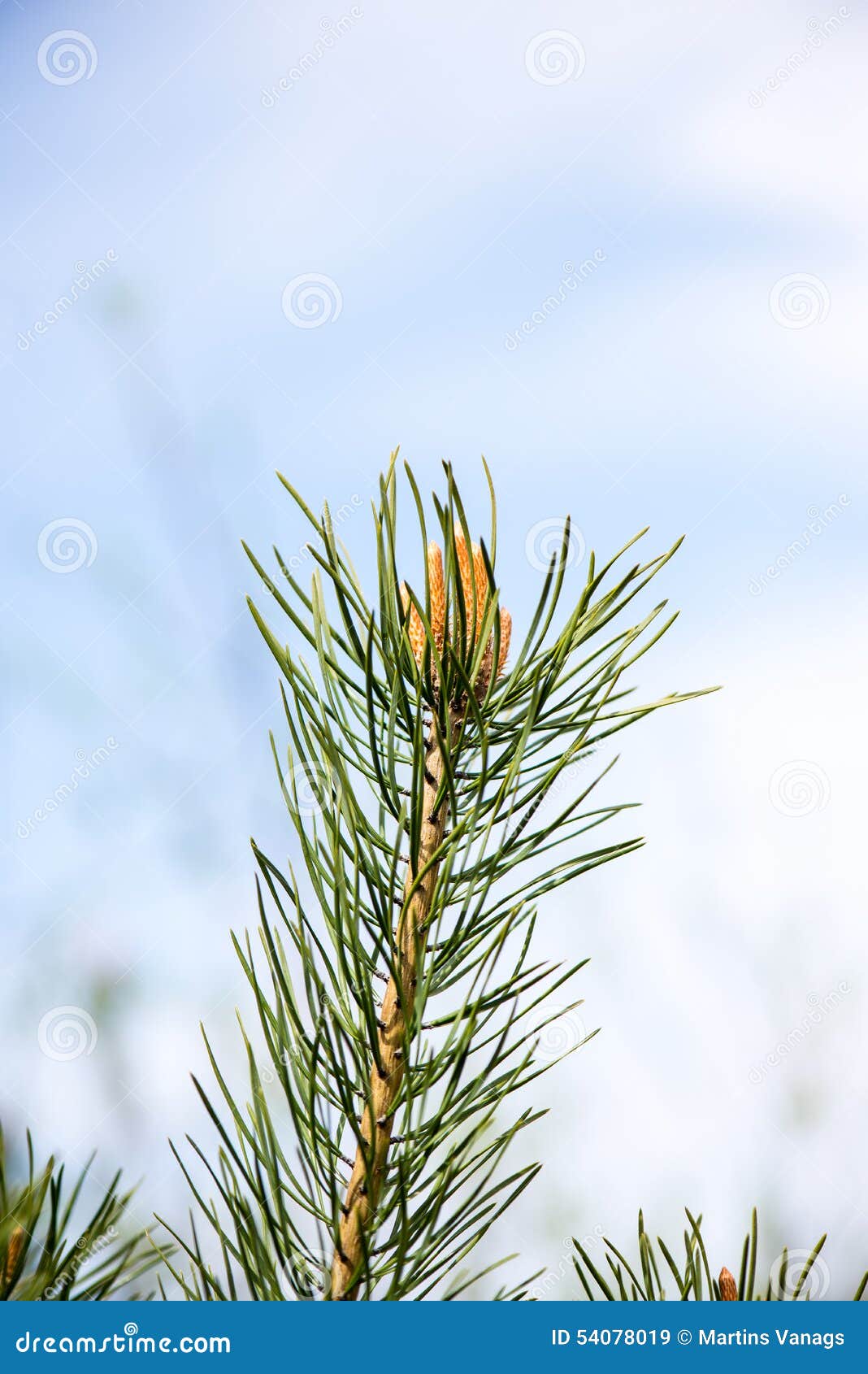 Pine Tree Blossoms in Spring Stock Image - Image of flora, pinecone ...