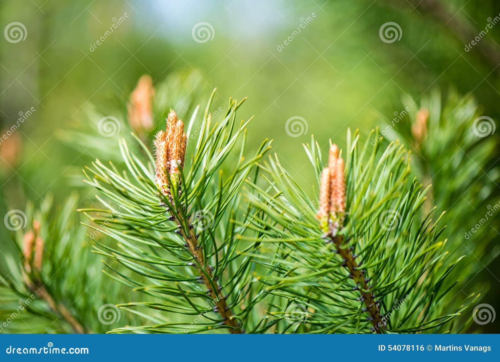 Pine Tree Blossoms in Spring Stock Photo - Image of forest, detailed ...