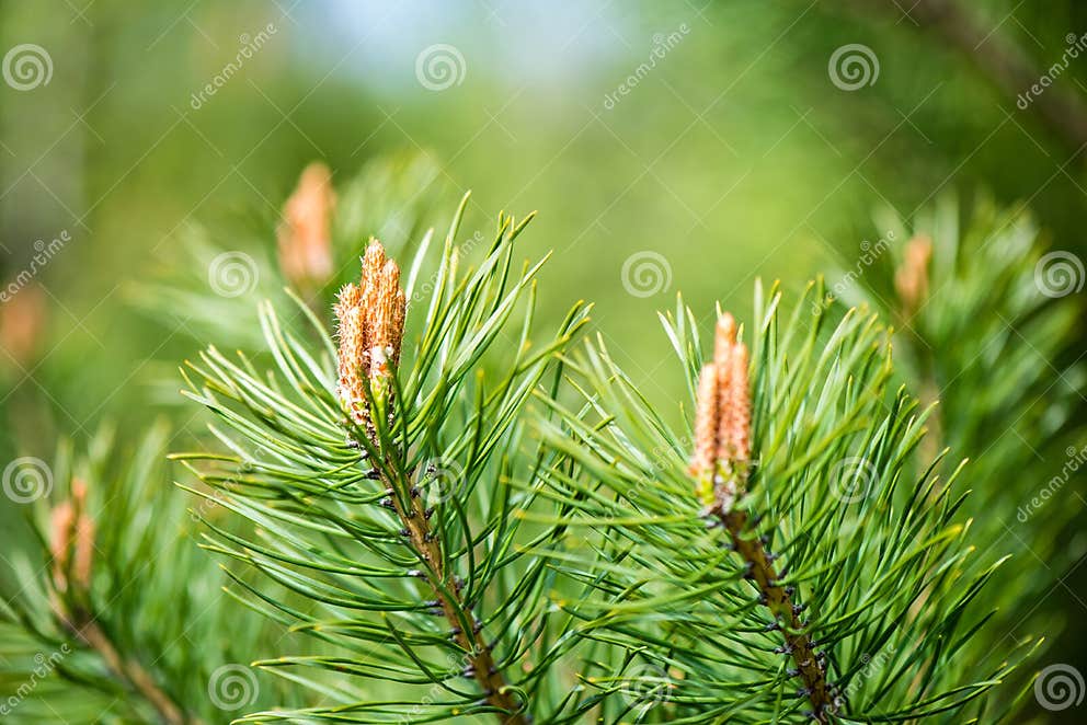 Pine Tree Blossoms in Spring Stock Photo - Image of forest, detailed ...
