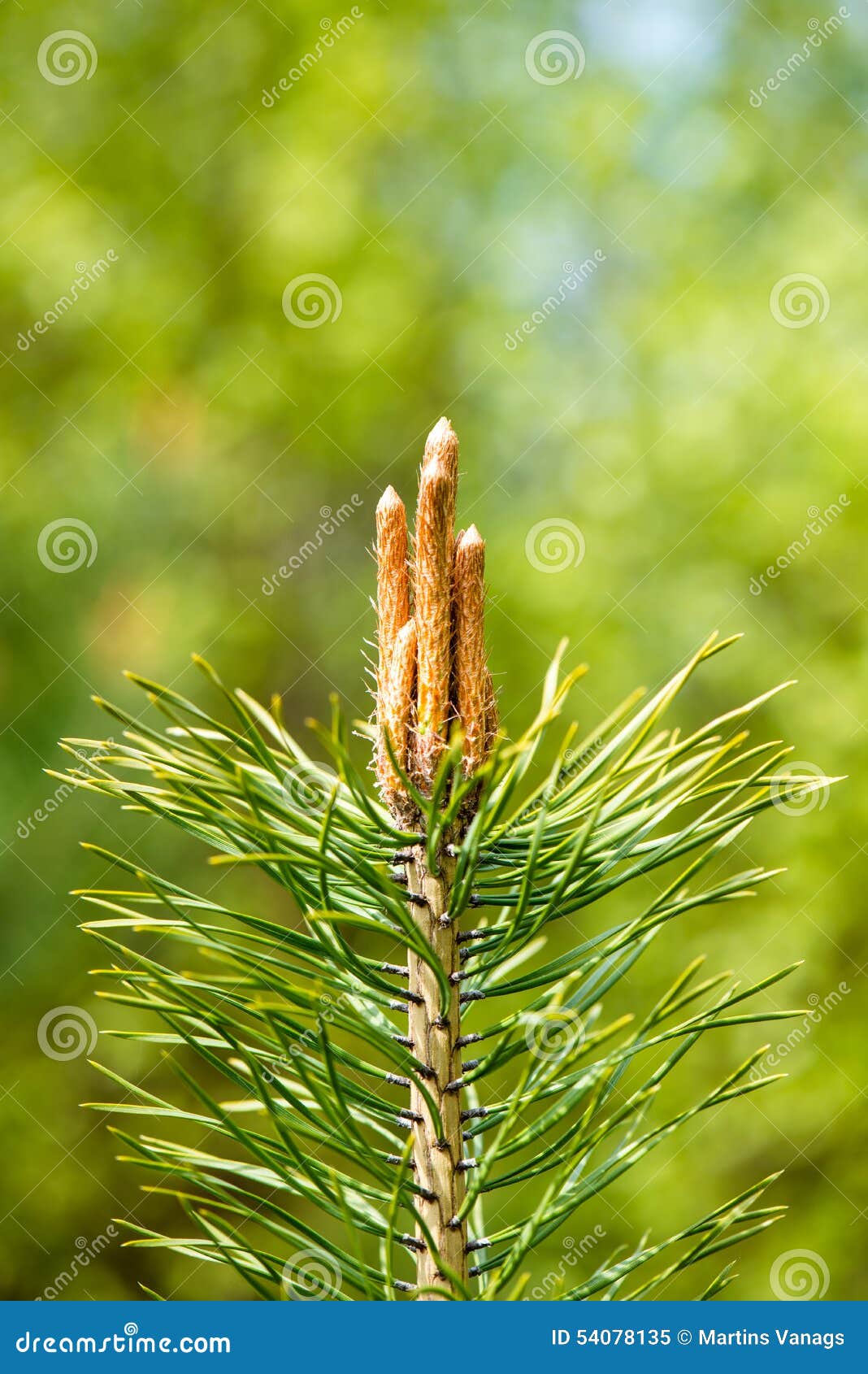 Pine Tree Blossoms in Spring Stock Image - Image of nature, growth ...