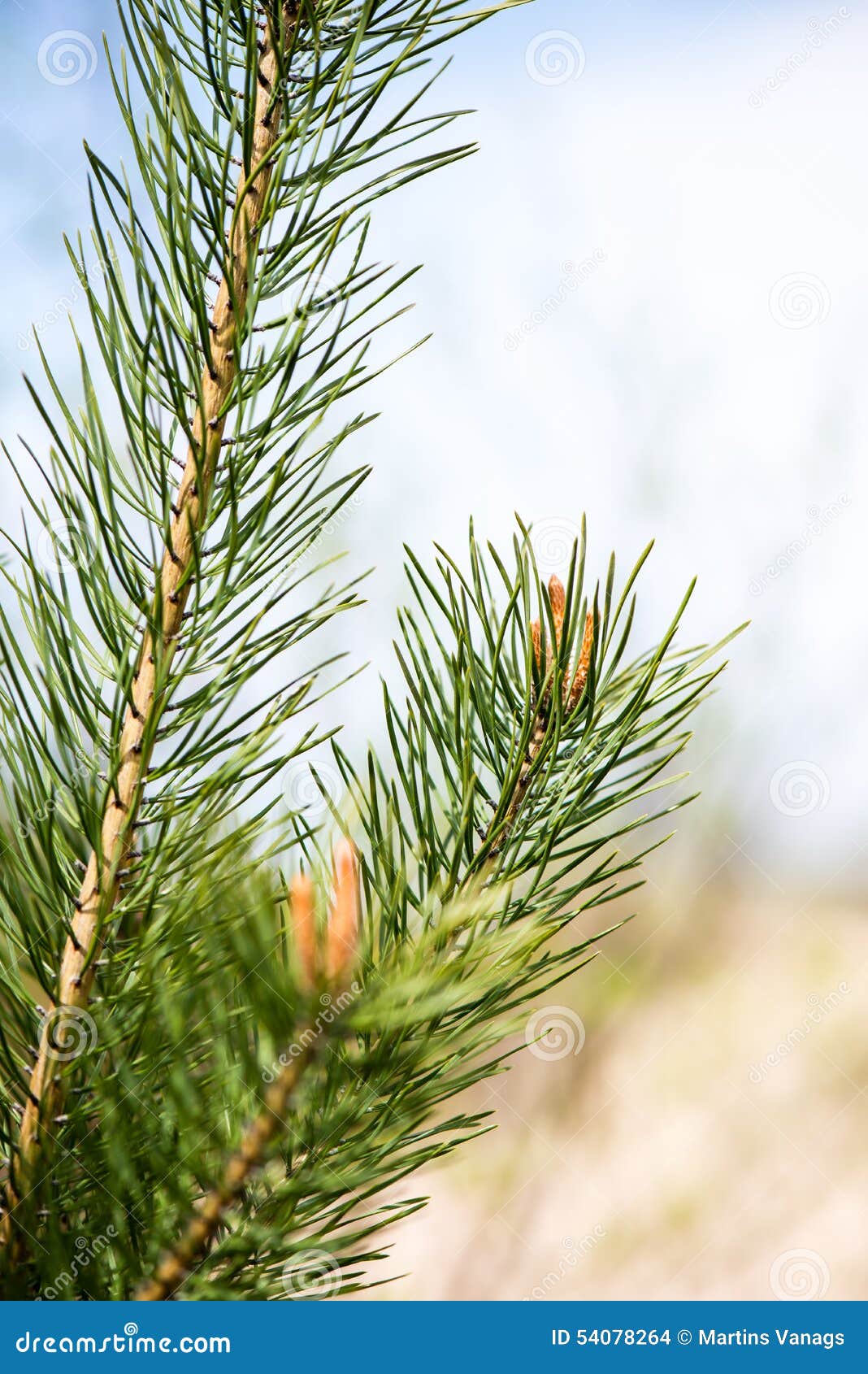 Pine Tree Blossoms in Spring Stock Photo - Image of flora, pattern ...