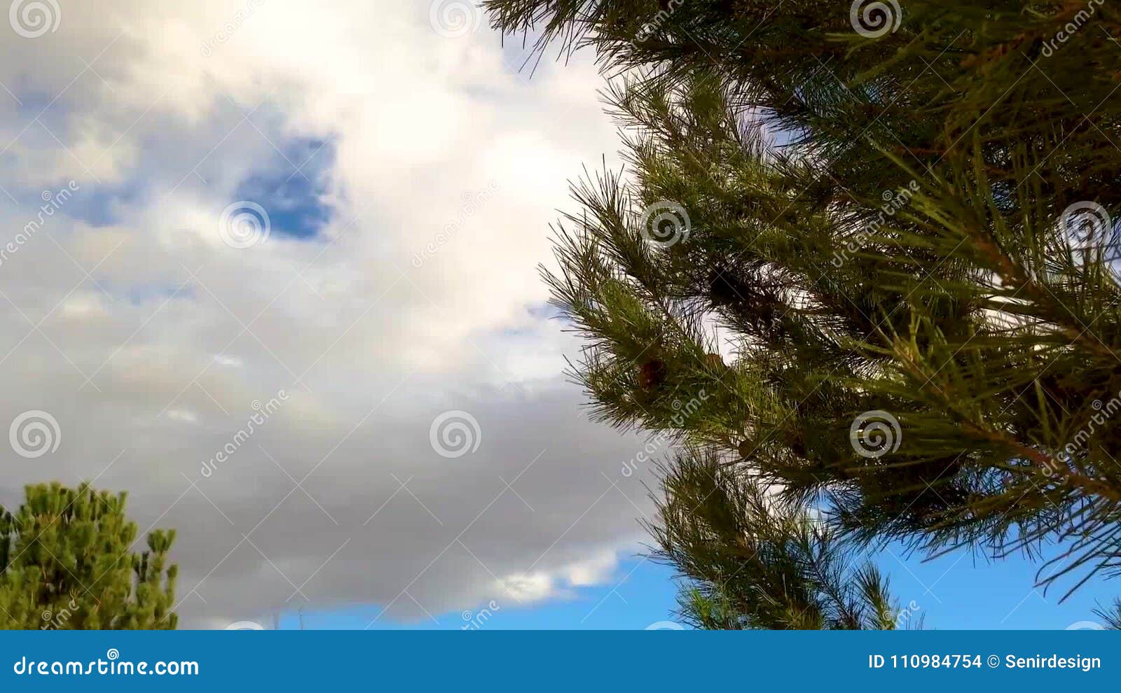 Pine Tree with Sky Clouds Background Stock Footage - Video of white ...
