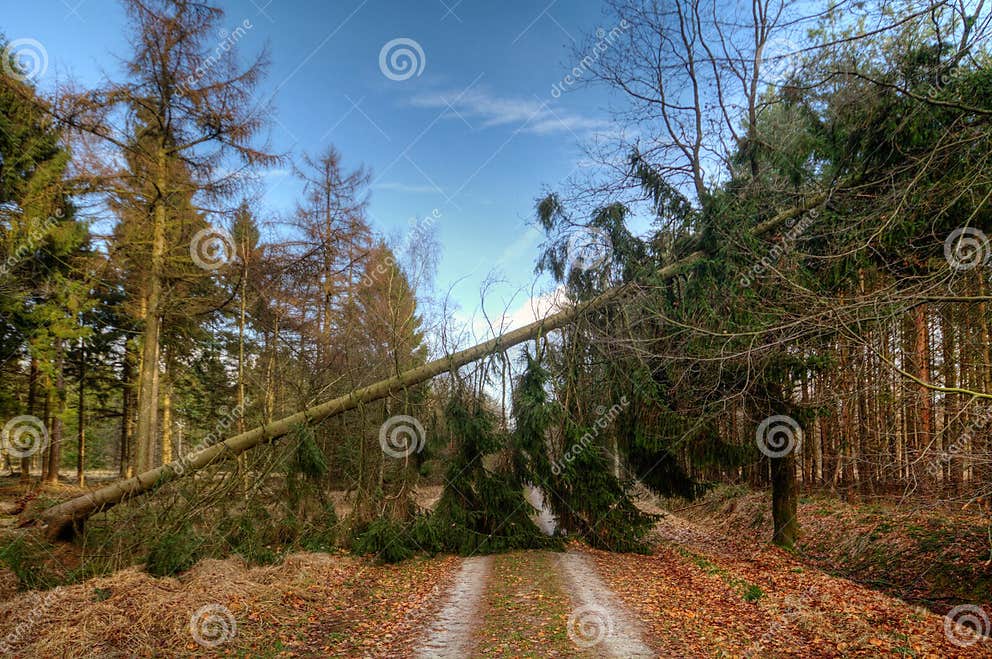 Fallen tree blocking path stock image. Image of obstacle - 108843069