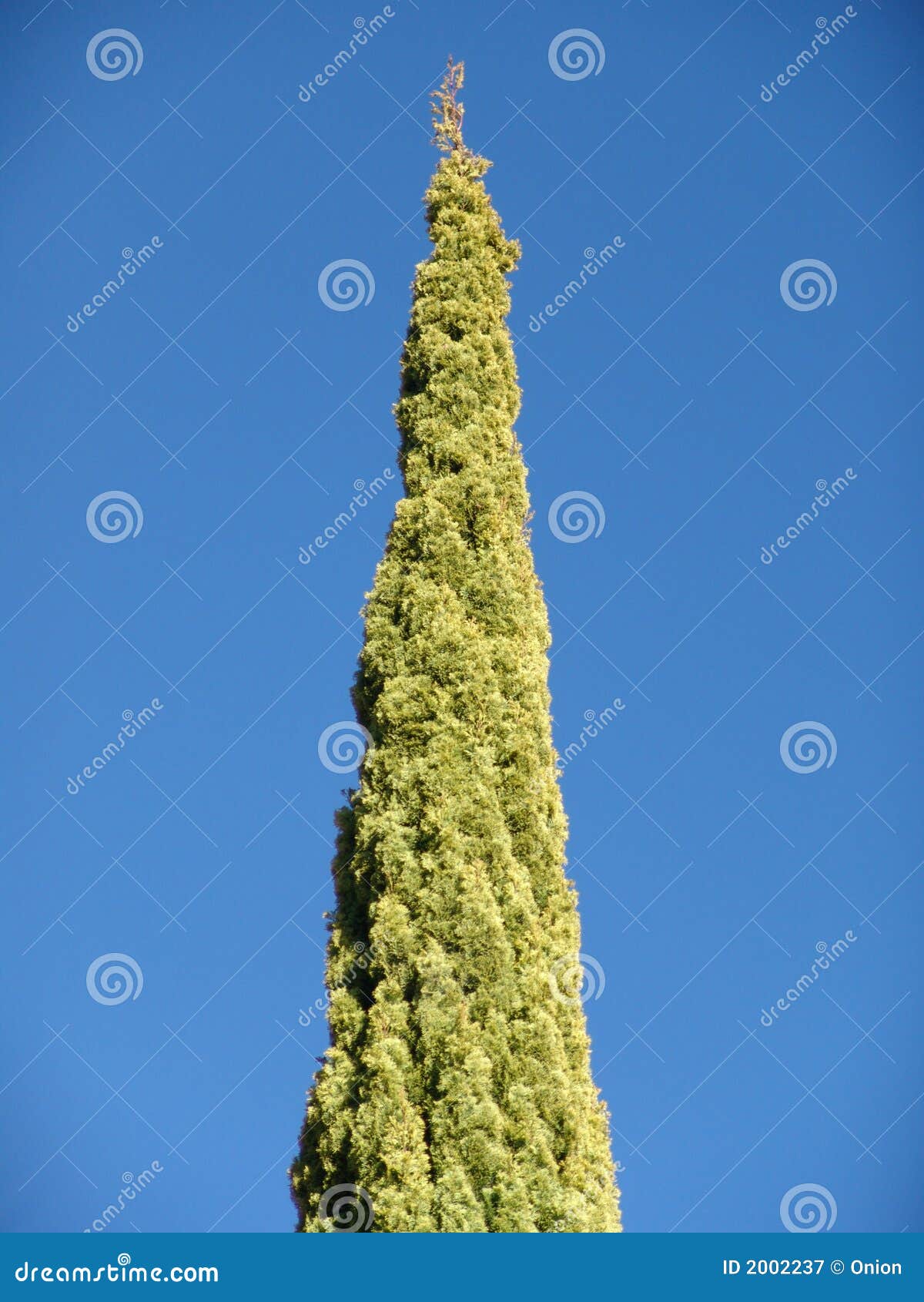 Pine Tree on a Blue Background Stock Image - Image of minimalistic ...