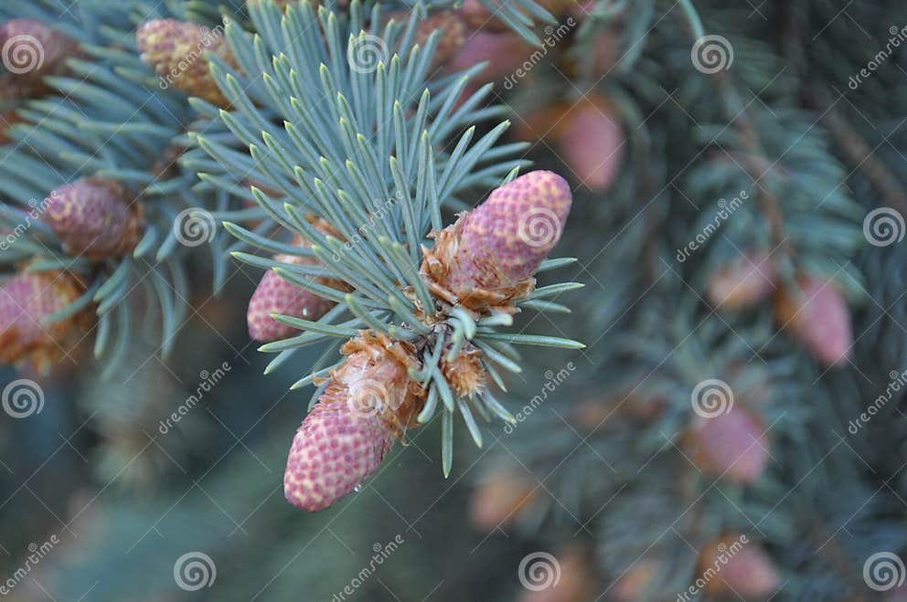 Pine-tree with small cones stock image. Image of pinecone - 54279509
