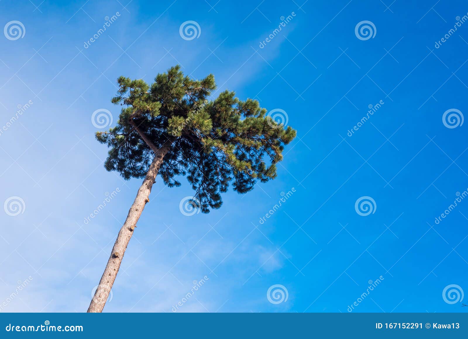 Pine tree on the blue sky stock image. Image of scenic - 167152291