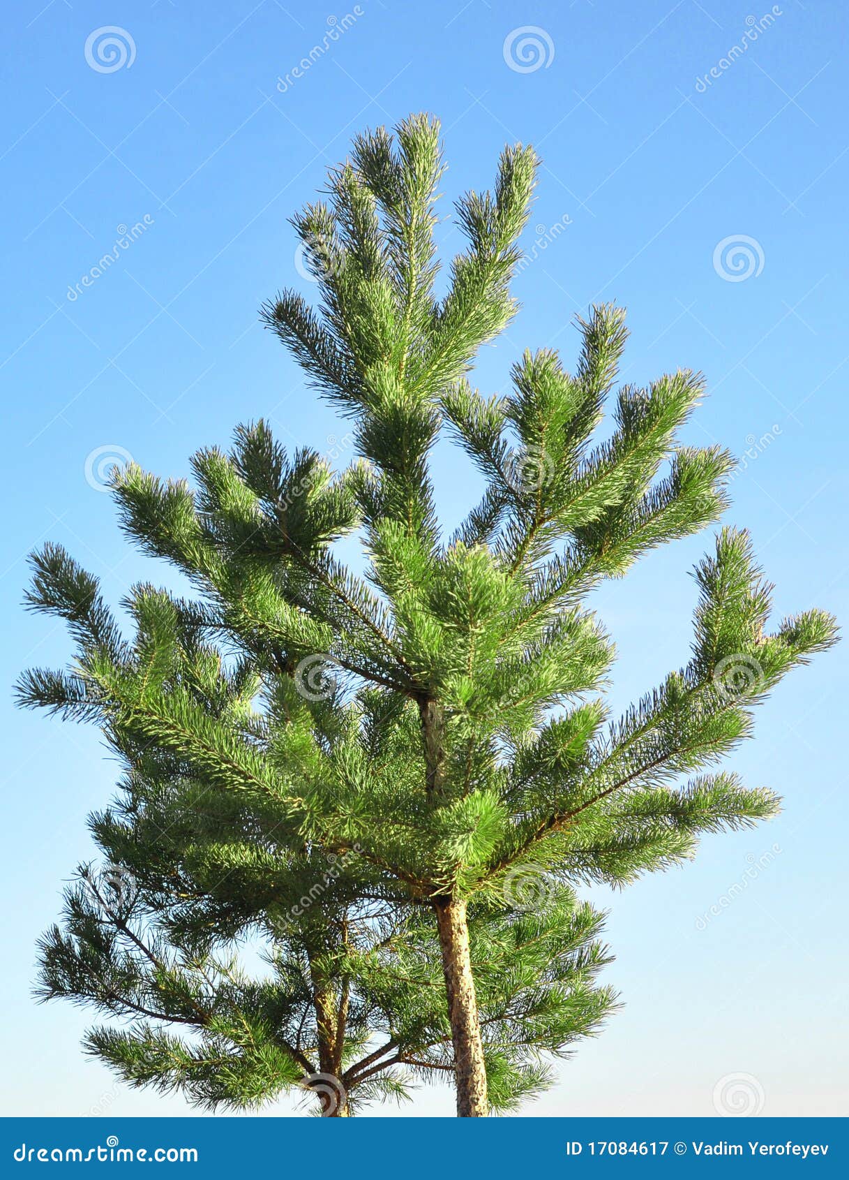 Pine Tree on Blue Sky Background Stock Image - Image of evergreen ...